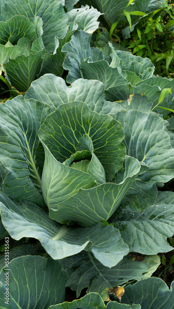 La col necesita mucha luz, así que hay que siémbrala en un lugar dónde ...