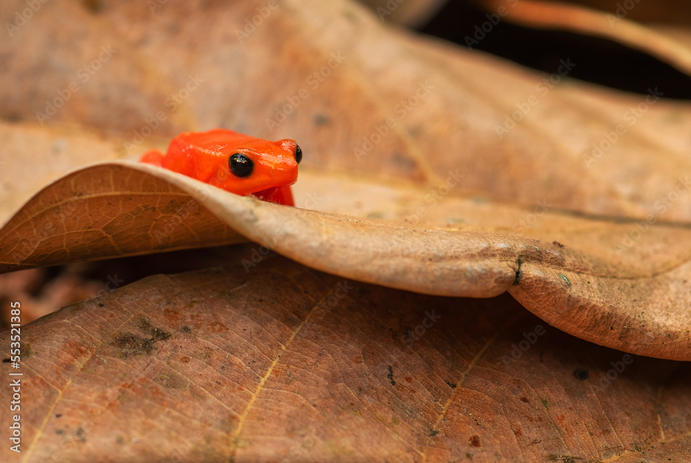 Golden Mantella - Mantella aurantiaca, beautiful endemic golden frog ...