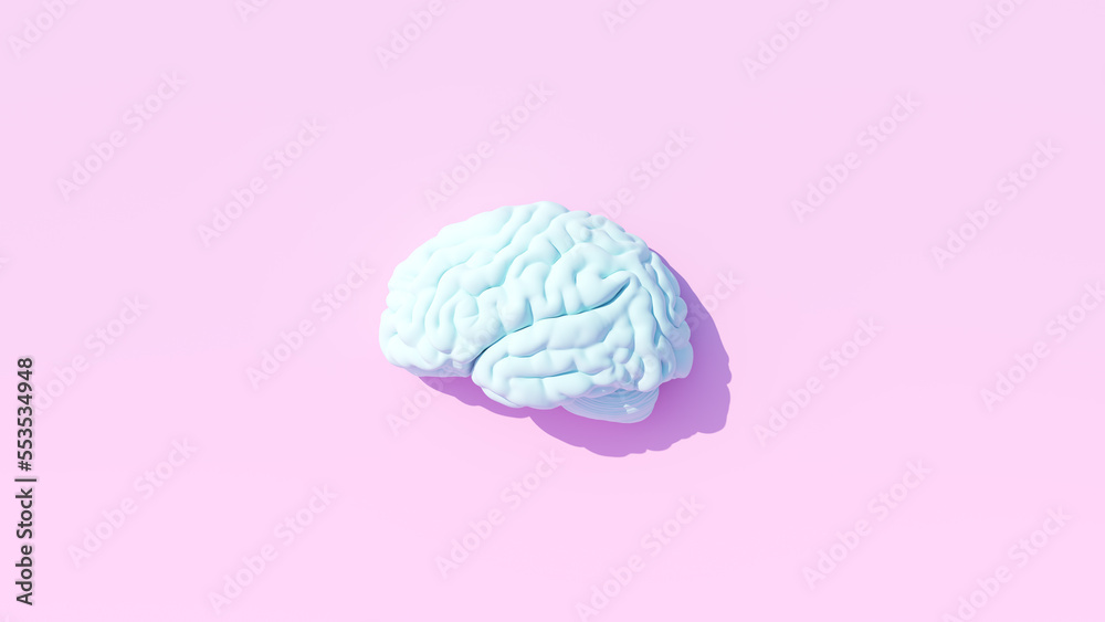 Pale Blue Human Brain Anatomy Neurology Mind Intelligence Think Medical ...