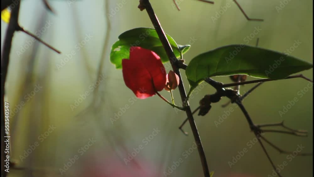 red rose in the tree, flower, rose, red, nature, isolated, plant, leaf ...