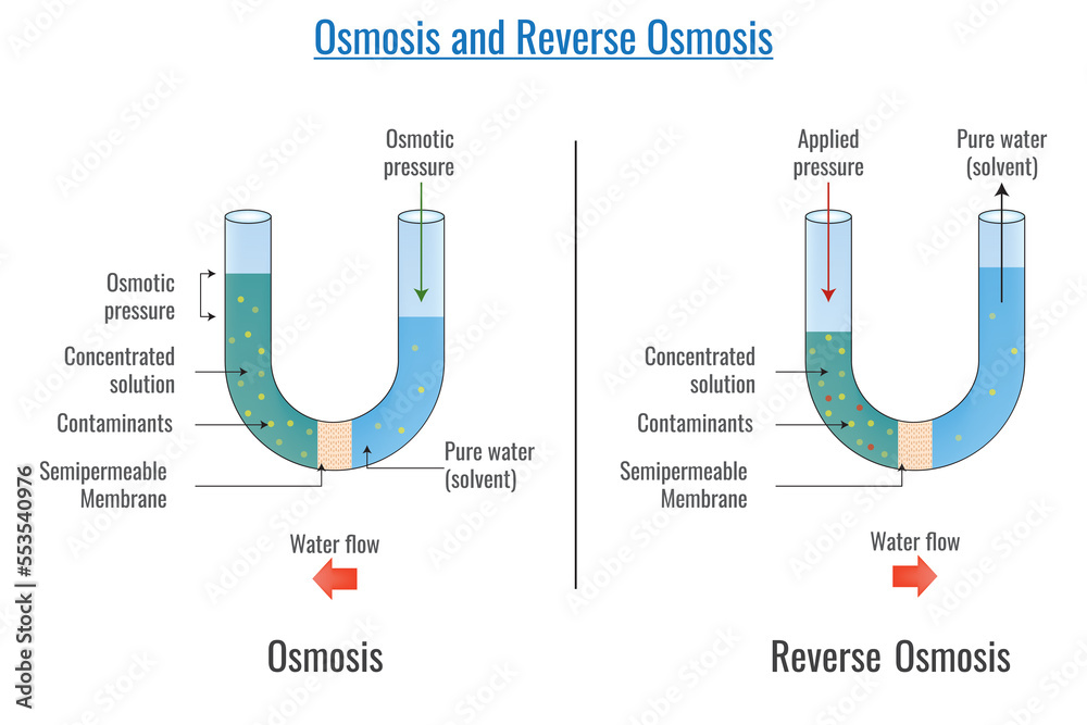 Poster Osmosis and reverse Osmosis vector illustration – Wall Art ...