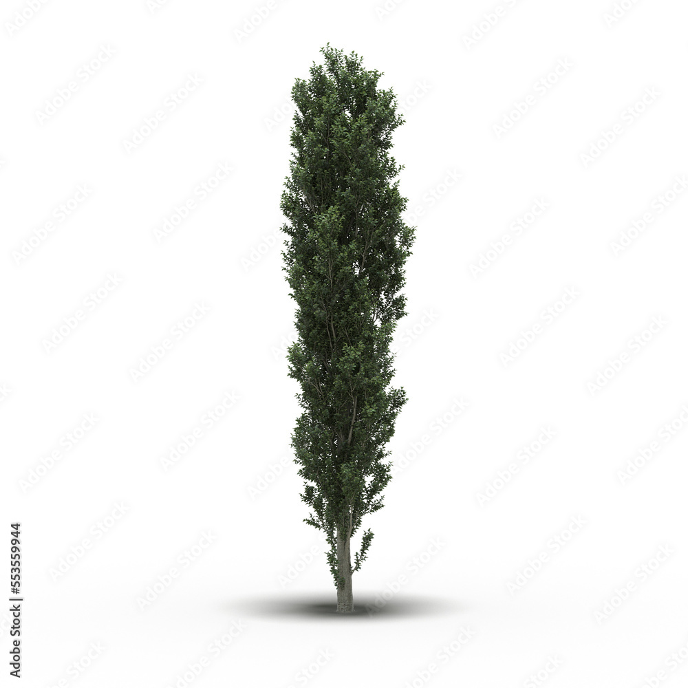 large tree with a shadow under it, isolated on a transparent background ...