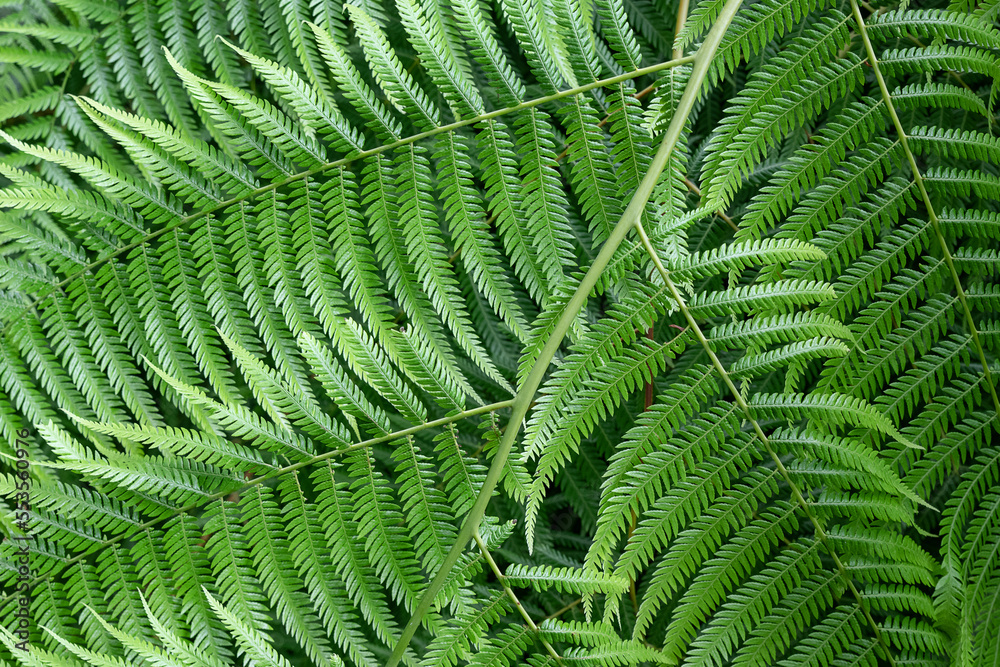 Bright green fern growing naturally in the wild habitat and remote ...
