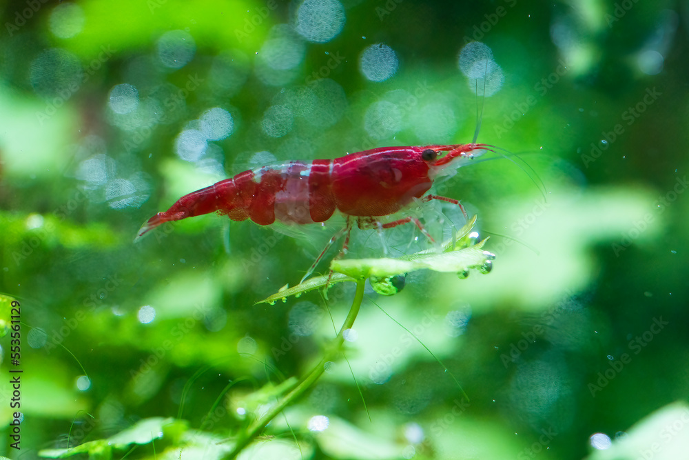 Neocaridina davidi shrimp, Painted Fire Red form Stock Photo | Adobe Stock