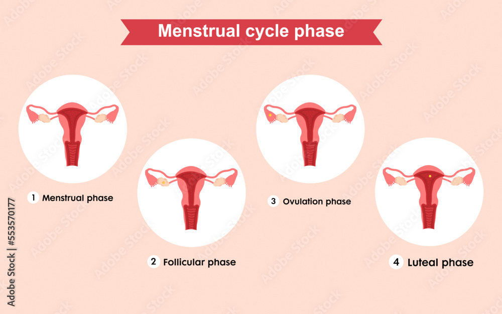 Female reproductive system, the phase of the menstrual cycle medical infographic of menstrual ...