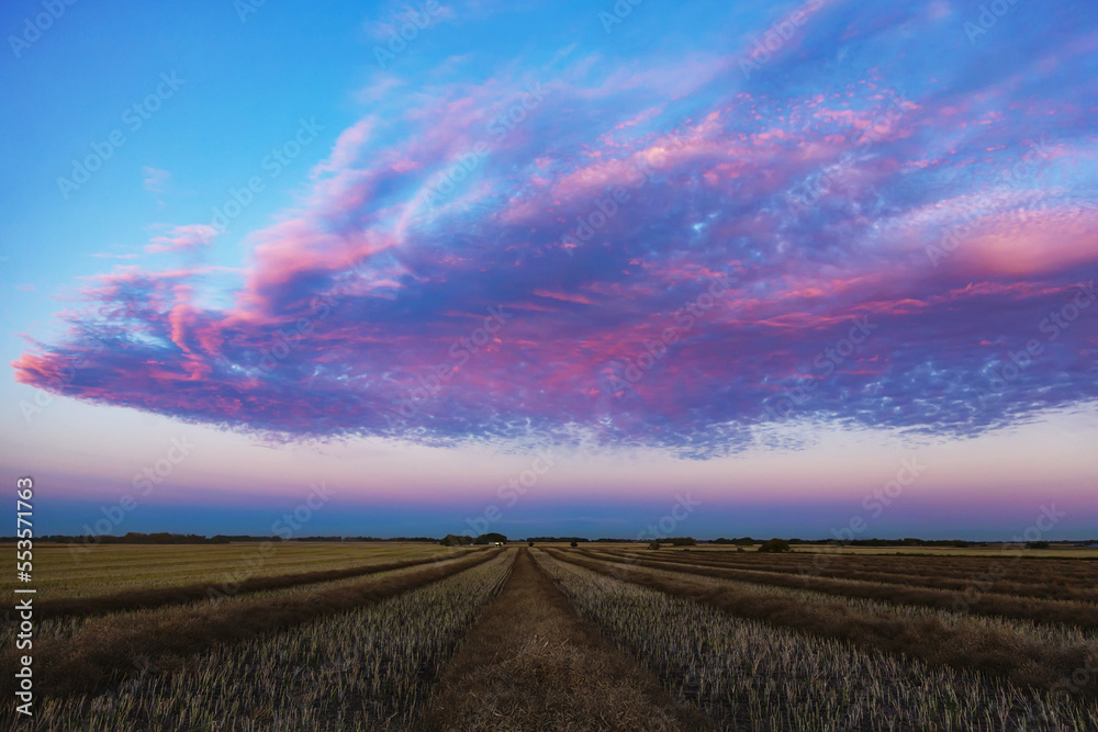 Swathed canola field at sunset with glowing pink clouds; Legal, Alberta ...