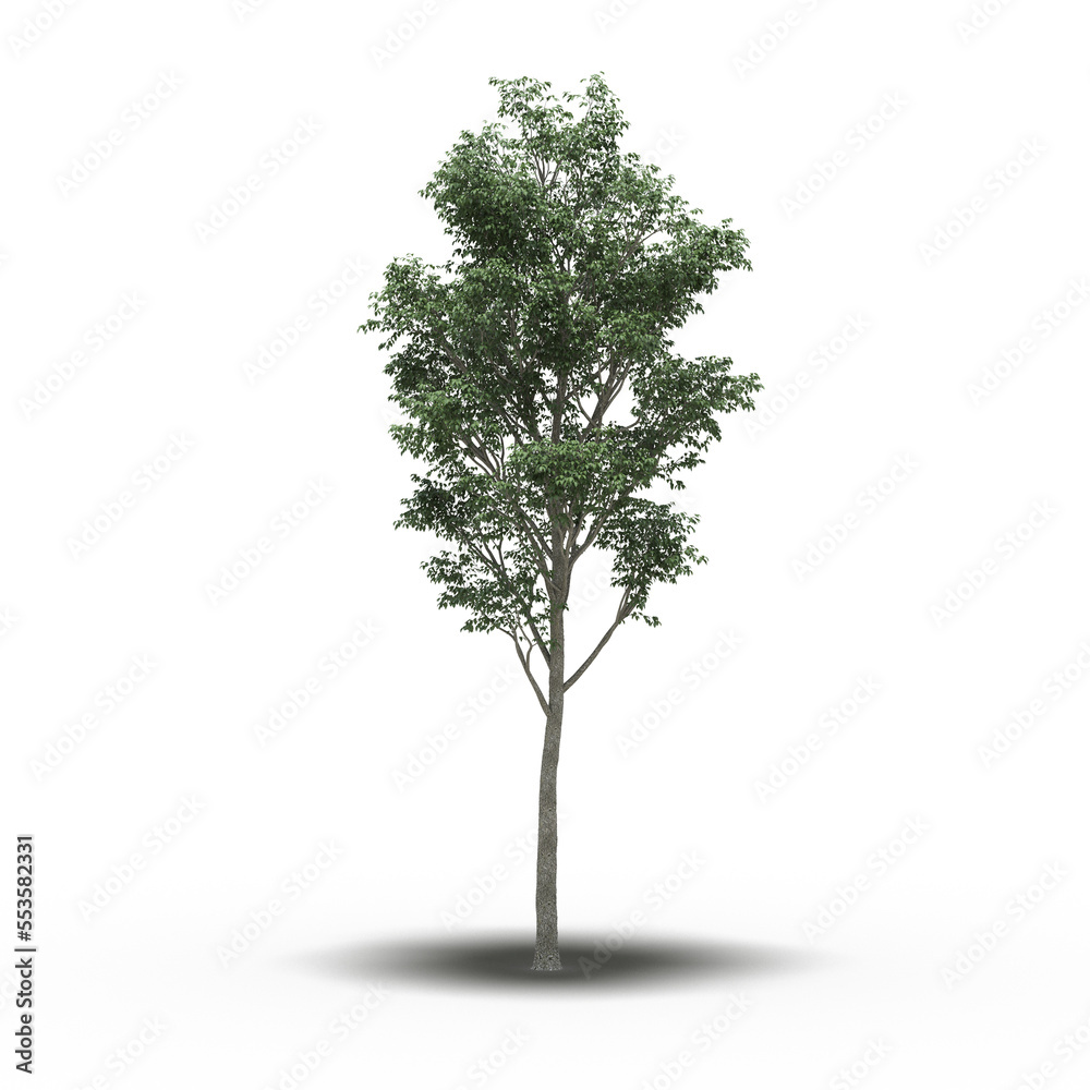 large tree with a shadow under it, isolated on white background, 3D ...