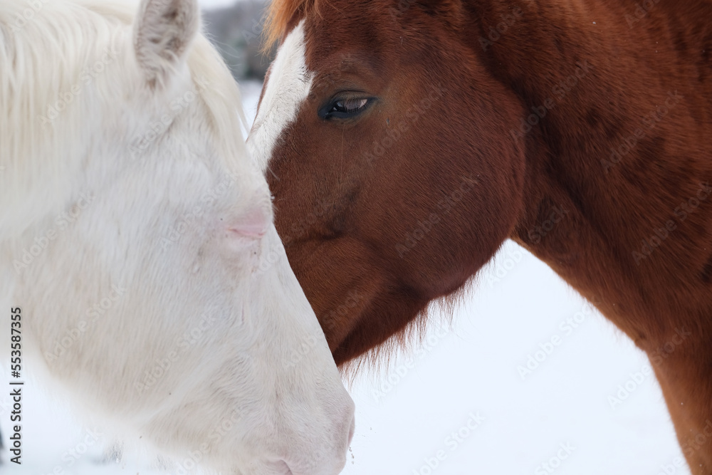 Companion animals shows sorrel and white horse faces closeup during ...