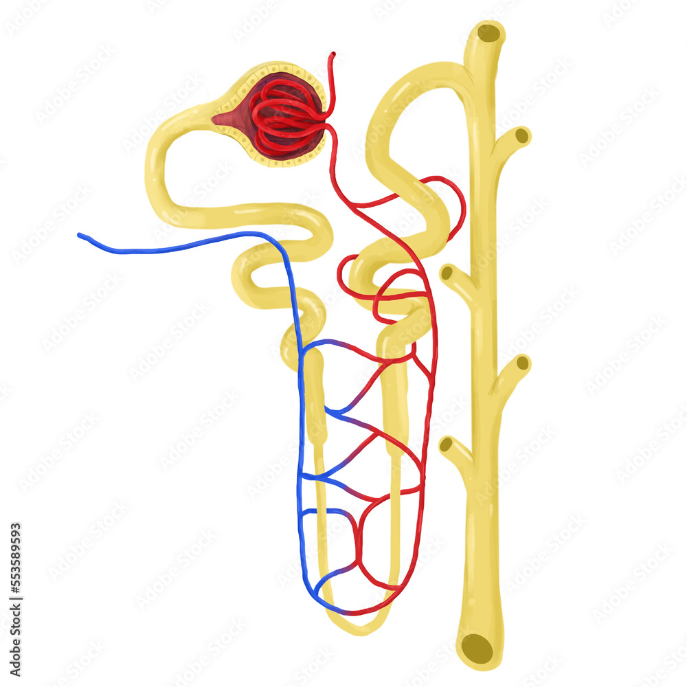 The nephron in the kidney. Stock Illustration | Adobe Stock