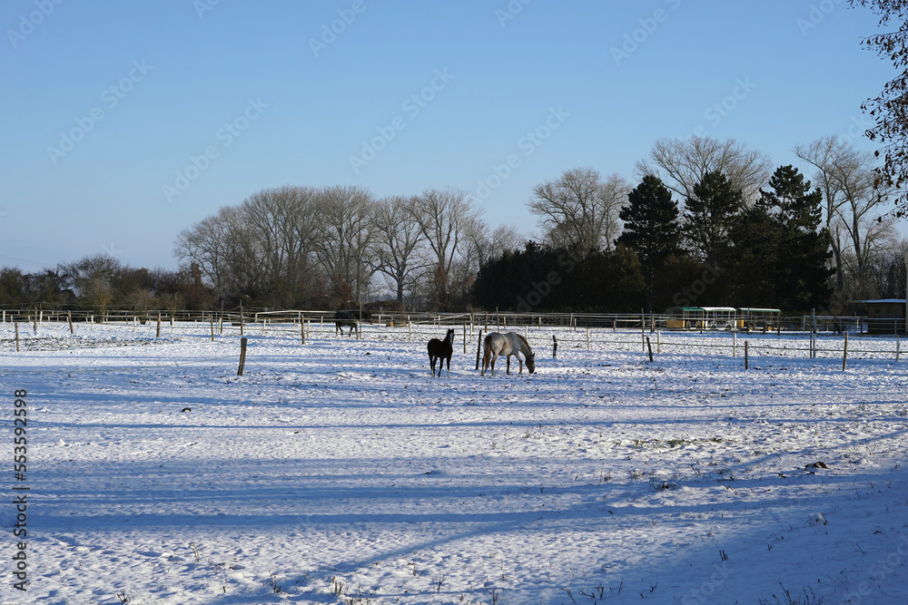We see a mare with a foal. They are in an outdoor enclosure that is ...