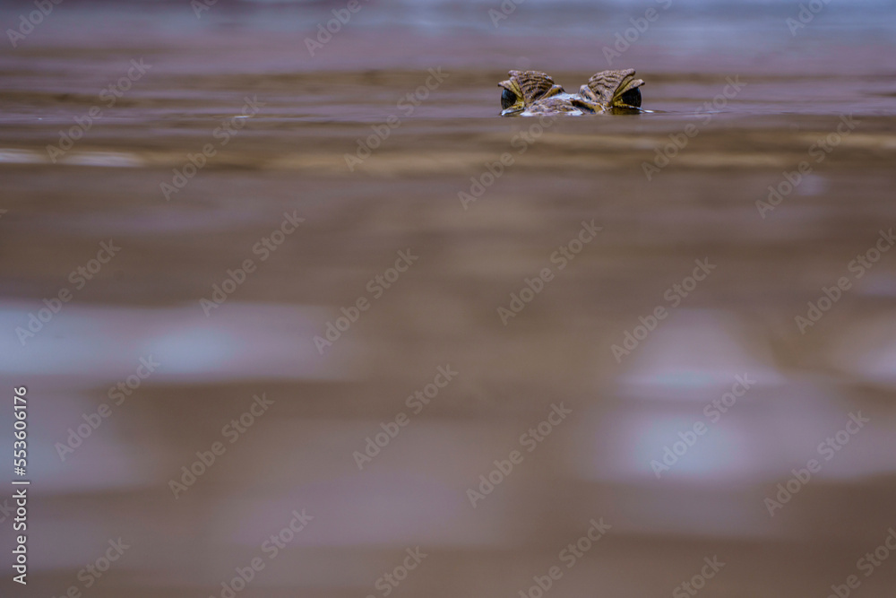 Eyes of a White caiman (Caiman crocodilus), also known as Speckled ...