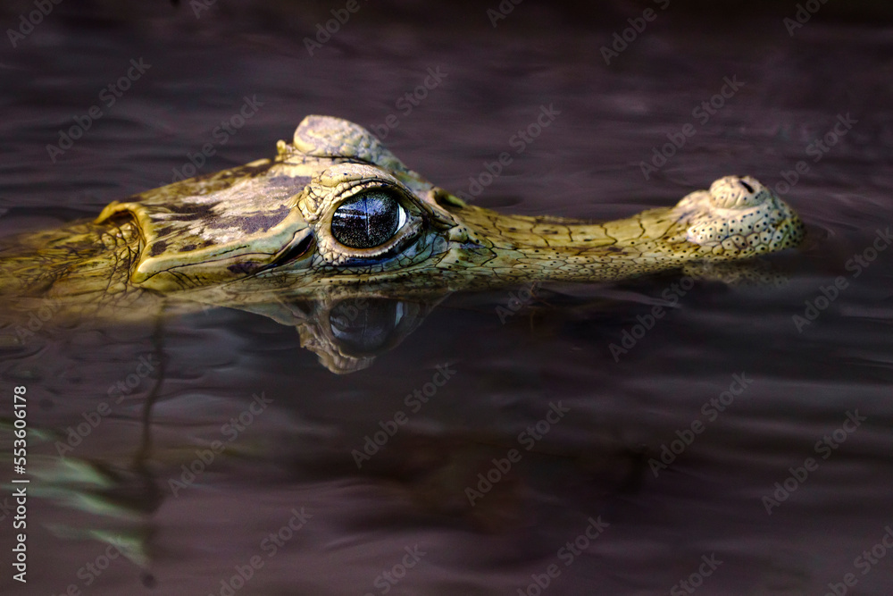 Head of a White caiman (Caiman crocodilus), also known as Speckled ...