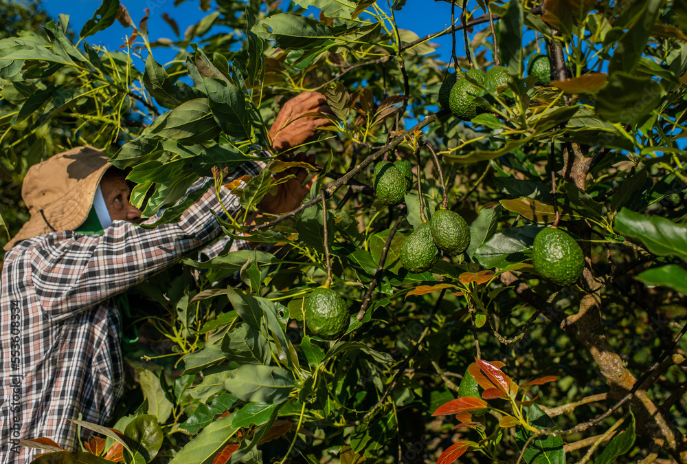 hombre agricultor cosechando aguacate en el cultivo en verano ... hombre agricultor cosechando aguacate en el cultivo en verano ...