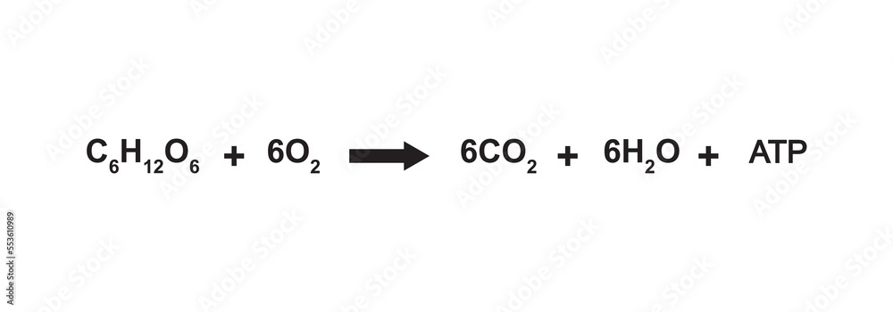 Simple Designing of Cellular Respiration Equation. Vector Illstration ... Simple Designing of Cellular Respiration Equation. Vector Illstration ...