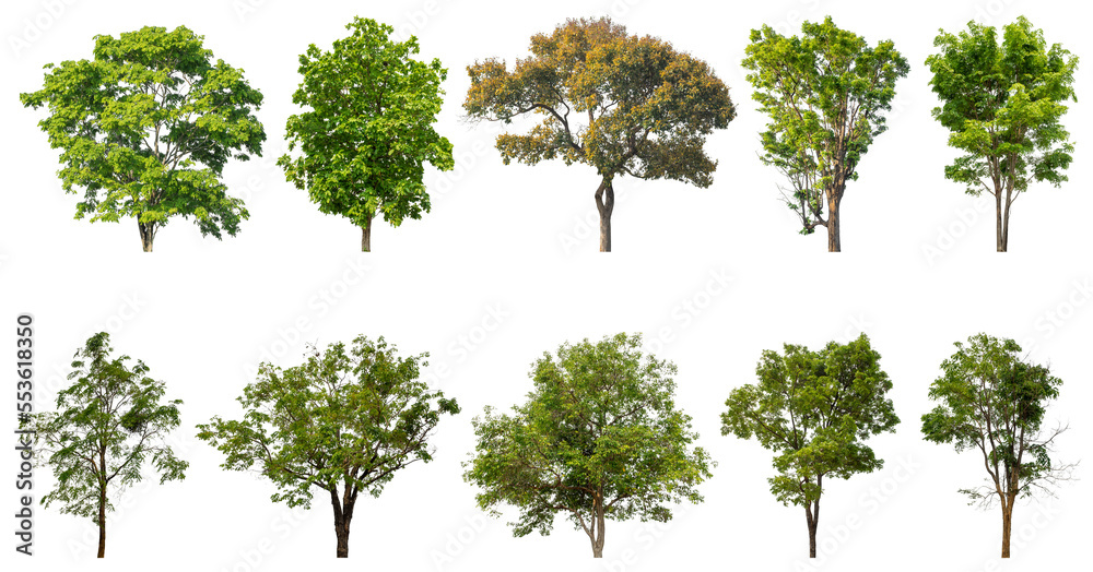 Collection of green trees isolated on transparent background. for easy ...