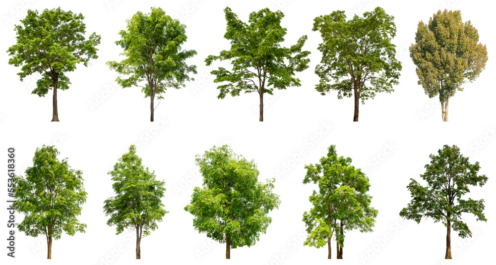 Collection of green trees isolated on transparent background. for easy ...