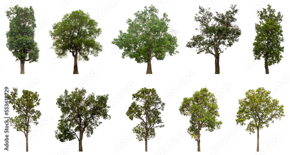 Collection of green trees isolated on transparent background. for easy ...