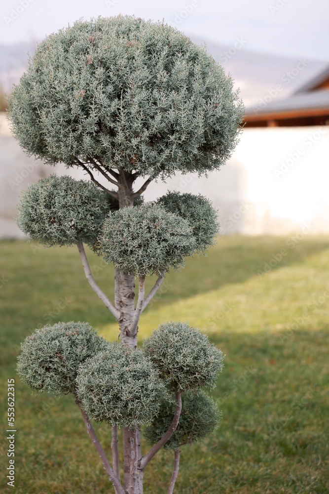 Arizónica o Ciprés de Arizona - Segogarden