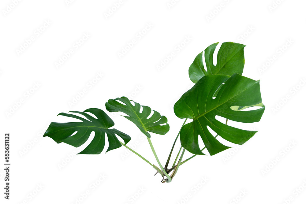 Fresh leaves of monstera plant lie on isolated white background with ...
