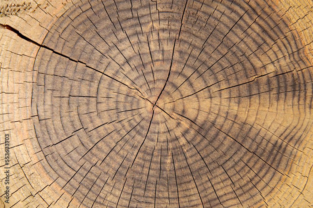 cross section of tree trunk showing growth Stock Photo | Adobe Stock