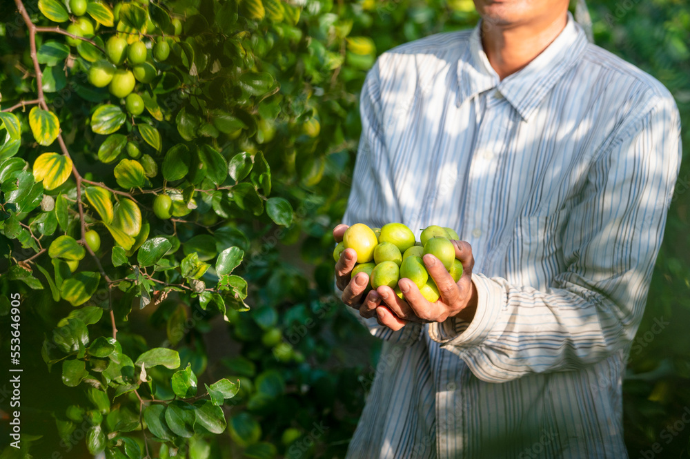 Agricultural Jujube Farm Chinese date palm, Asian agriculture ...