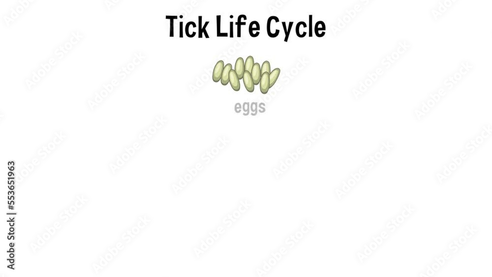 Animation of original illustration of the life cycle of a tick Stock ...