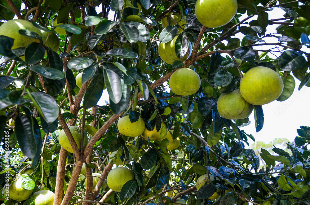 Pomelo tree in the farm. Stock Photo | Adobe Stock