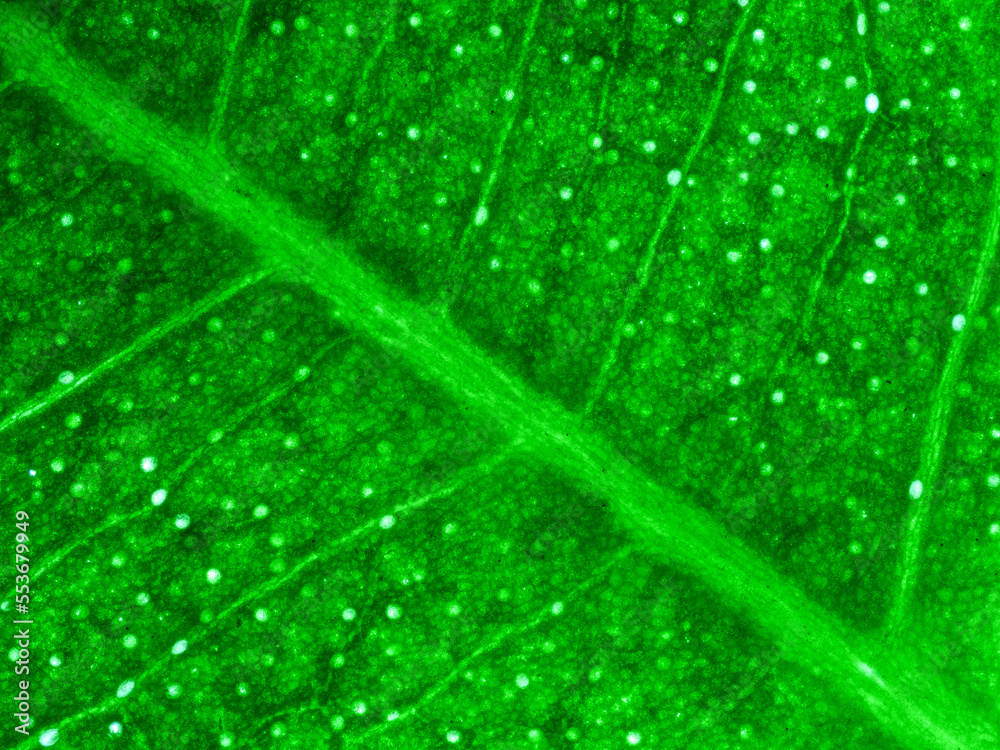 ficus tree leaf under the microscope - optical microscope x32 ...