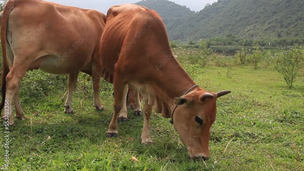 Vietnamese cow eating grass and pasture in Phong Nha Ke Bang, North ...
