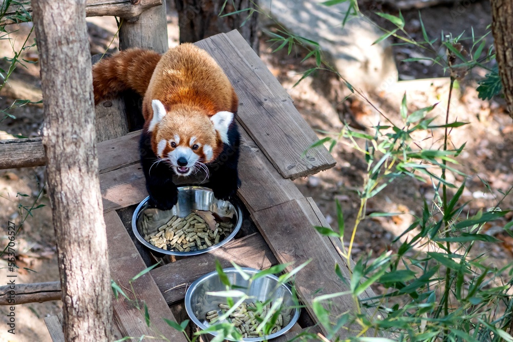 Panda roux en train de manger dans un arbre au zoo d'Ardes sur Couze ...