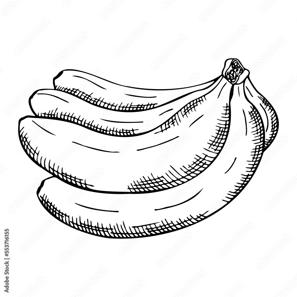 colorless contour image of a bunch of bananas with hatching, hand ...
