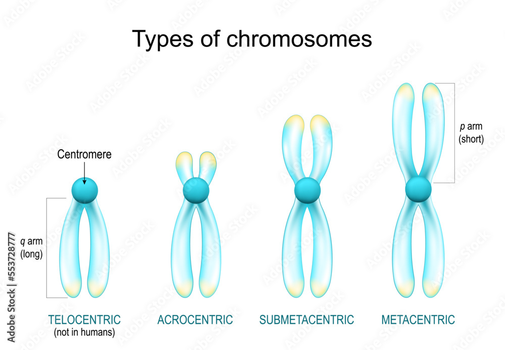 types of chromosomes. Chromosomes with glowing effect on white ...