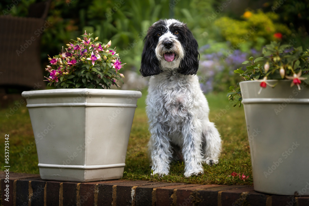 Black and White Cockapoo sitting down in her garden with a head tilt ...