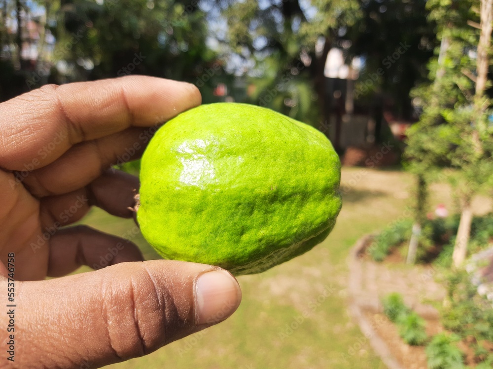 Guava fruits in farmer hand Ite other names common guava Psidium ...