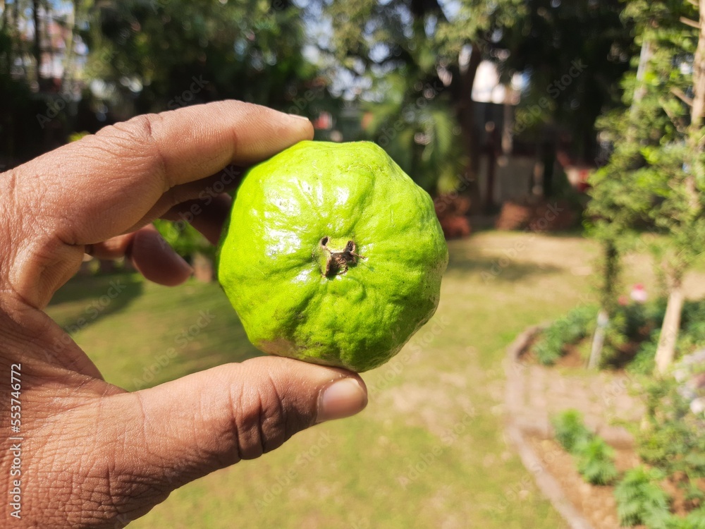 Guava fruits in farmer hand Ite other names common guava Psidium ...