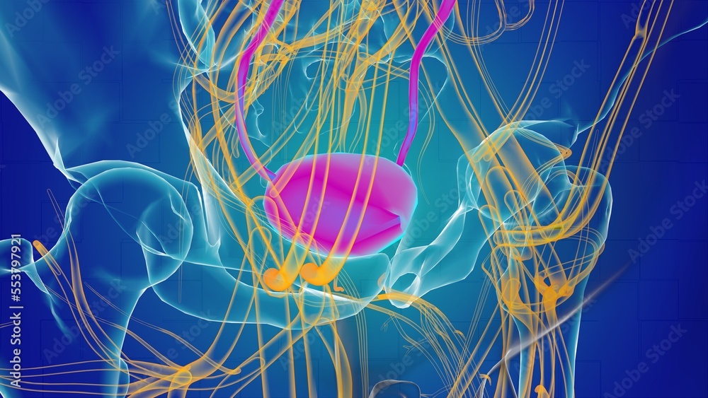 Urinary bladder anatomy for medical concept 3D illustration Stock ...