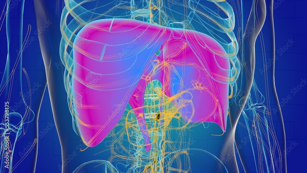 Photo & Art Print Human diaphragm anatomy for medical concept 3D, mybox