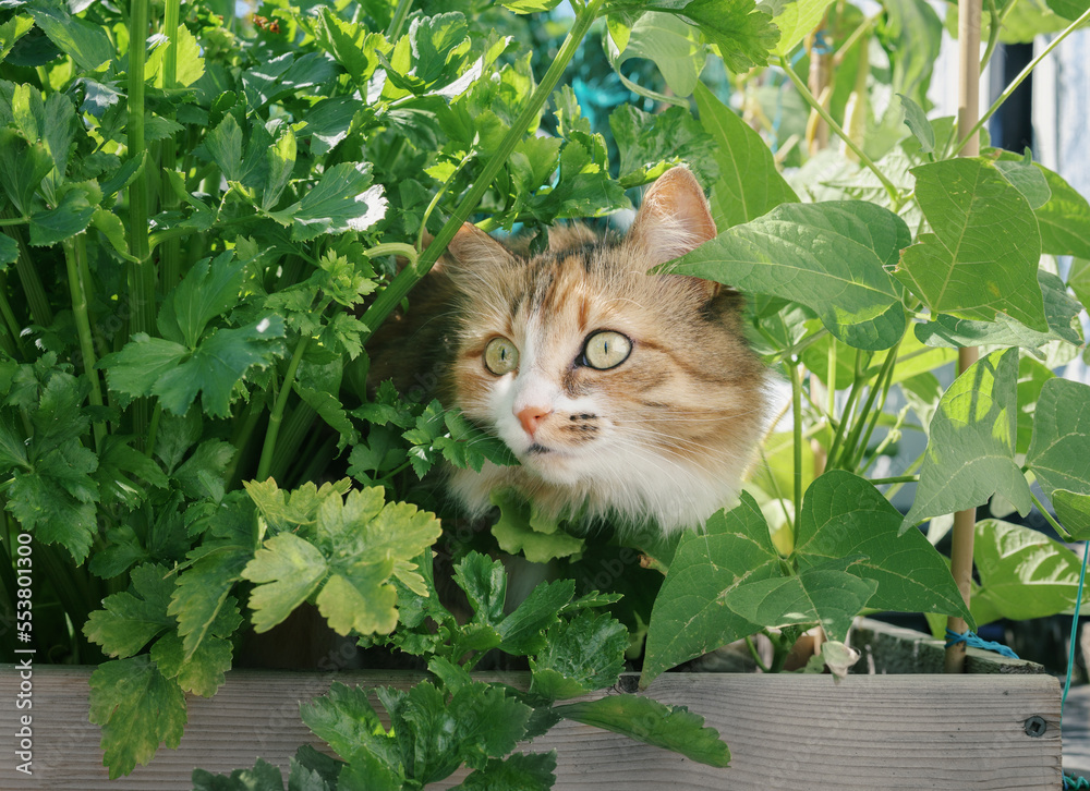 Cute cat hunting while hiding in overgrown vegetable planter. Kitty ...