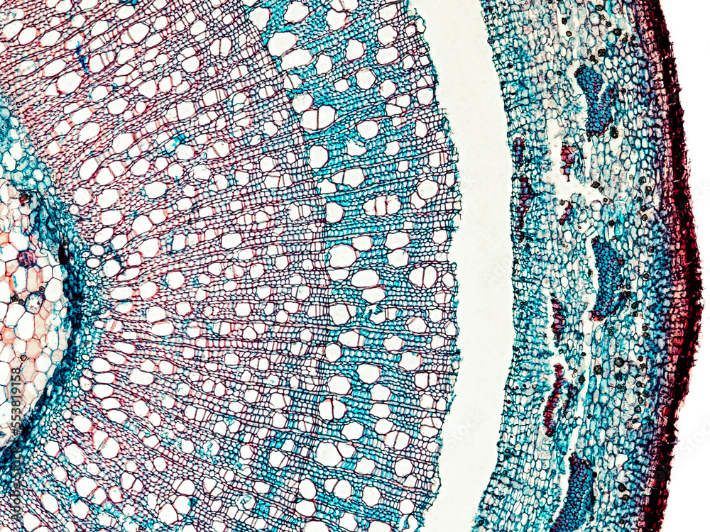 tilia stem cross section under the microscope - optical microscope x100 ...