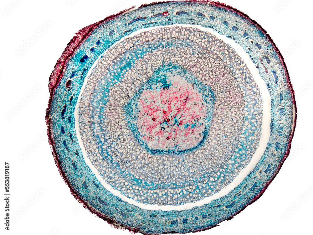 tilia stem cross section under the microscope - optical microscope x32 ...