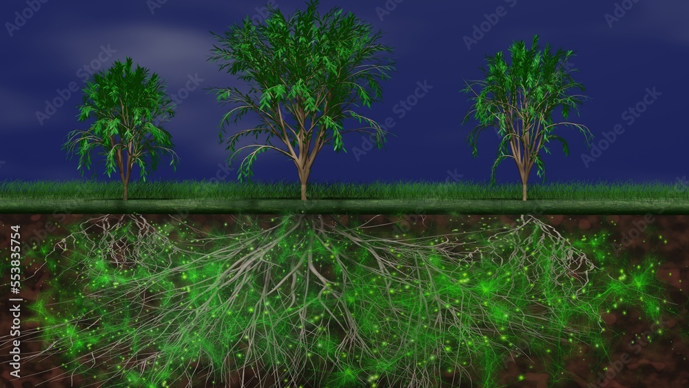 Mycelium network, fungal root system underground. Trees above ground ... Mycelium network, fungal root system underground. Trees above ground ...