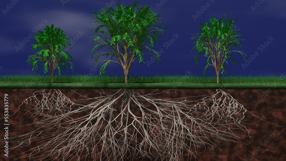 Mycelium network, fungal root system underground. Trees above ground ... Mycelium network, fungal root system underground. Trees above ground ...