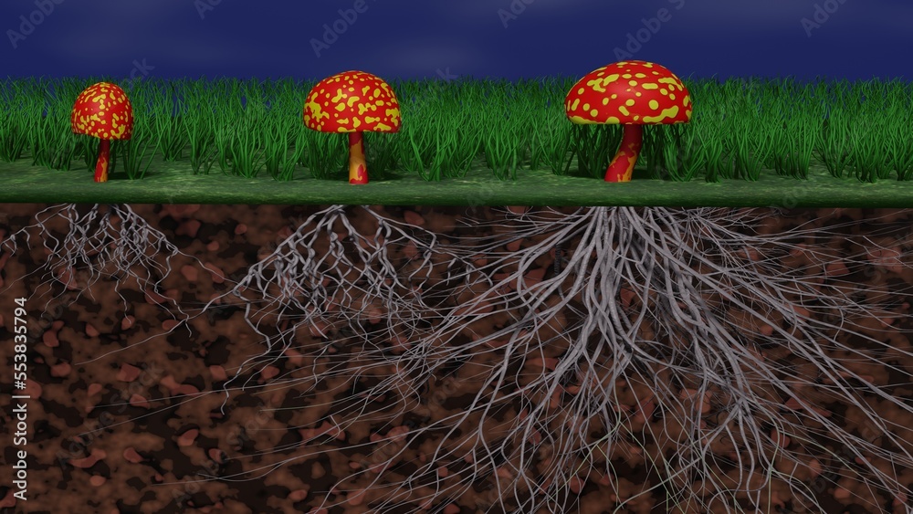 Mycelium network, fungal root system underground. Mushrooms above ... Mycelium network, fungal root system underground. Mushrooms above ...