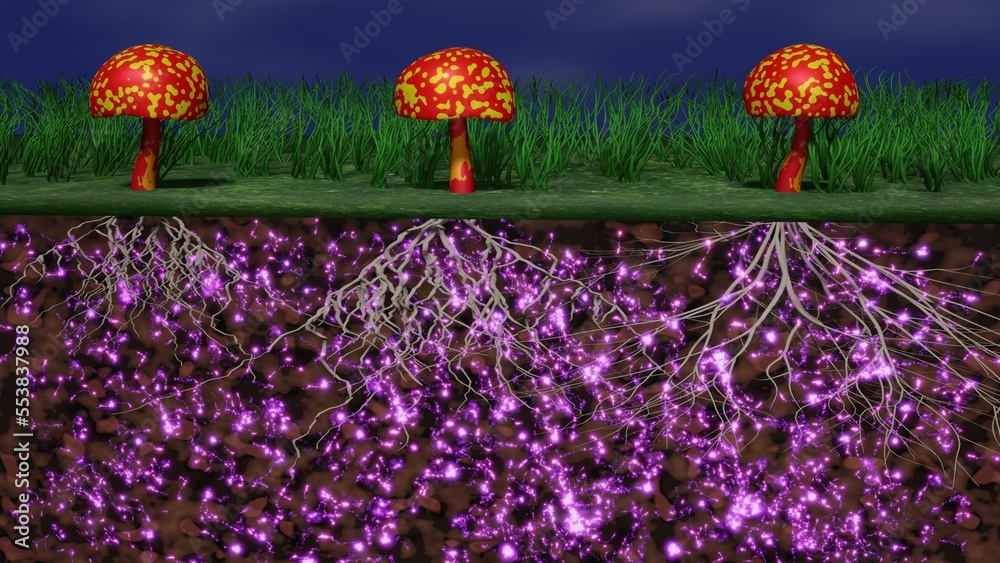 Mycelium network, fungal root system underground. Mushrooms above ... Mycelium network, fungal root system underground. Mushrooms above ...