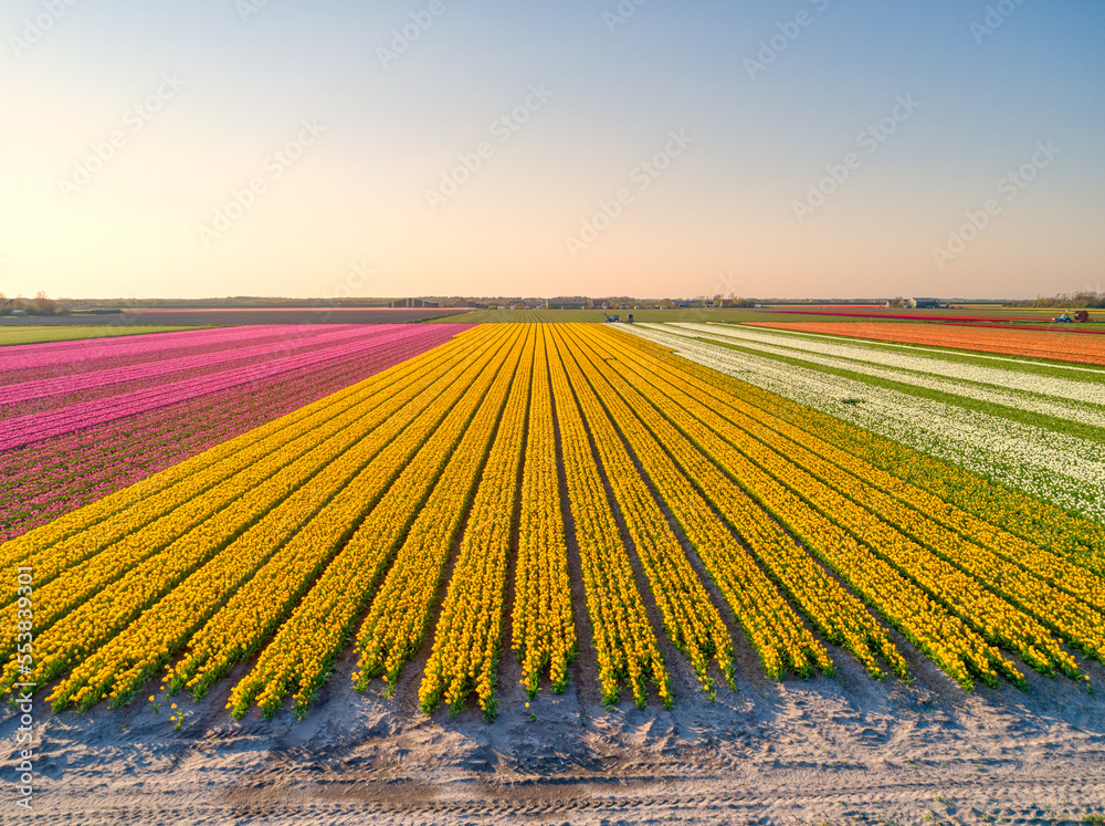Dutch field of tulips in The Netherlands | bulb field | flower field ...
