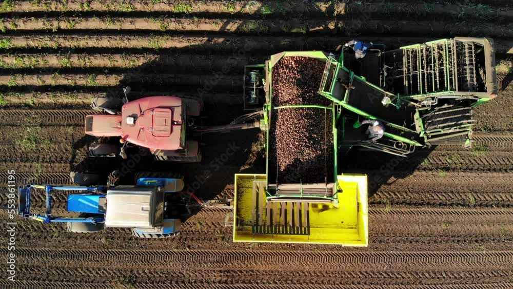 harvesting machine unloads potatoes on automatic industrial belt into ...