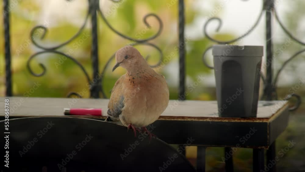 turtle-dove bird sitting on chair back, close up view. Light brown ...