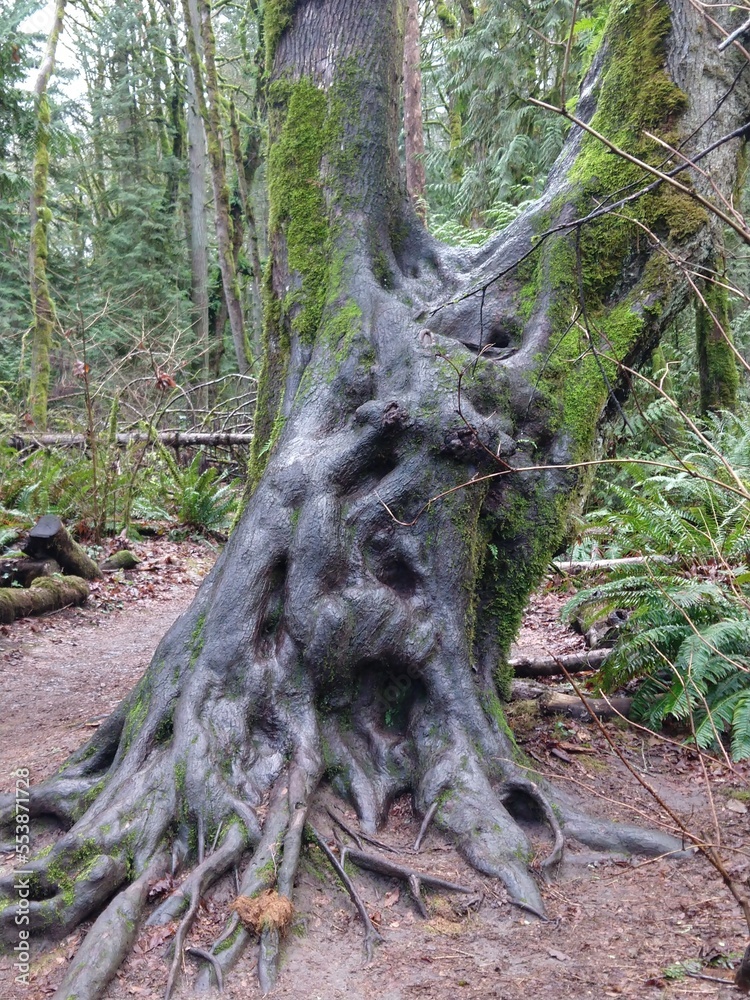 Tree trunk with unnerving and spooky shape in the pacific northwest ...
