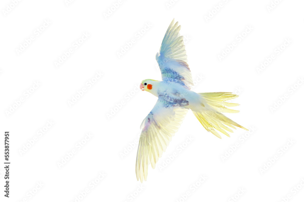Beautiful cockatoo parrot flying isolated on transparent background png ...