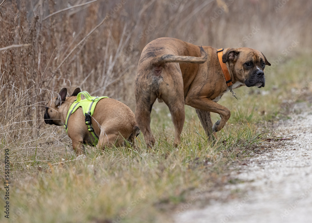 Two pet dogs a boxer and a French bulldog are spotted running loose ...